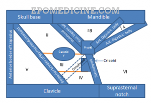 Triangles and Lymph node levels of Neck | Epomedicine