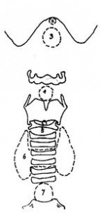 Differential diagnoses of Neck Swellings | Epomedicine