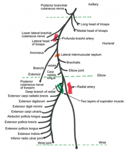 Radial Nerve Anatomy : Course and Innervation | Epomedicine
