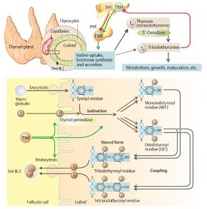Cutaneous manifestation in thyroid disorders | Epomedicine