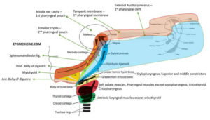 Branchial Apparatus (Pharyngeal arches and pouches) : Mnemonics ...