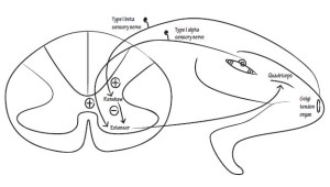 Clonus : Clinical Examination and Mechanism | Epomedicine
