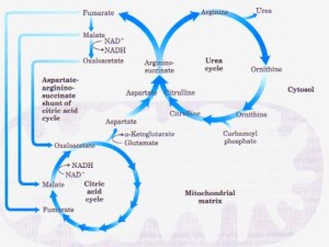 Urea Cycle and Defects with Mnemonics | Epomedicine