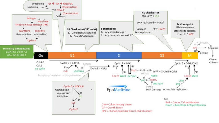 Cell Cycle Made Easy | Epomedicine