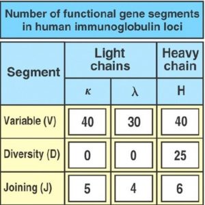 VDJ (Somatic) Recombination Made Easy | Epomedicine