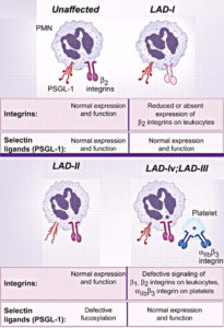 Leukocyte Adhesion Cascade and Defect : Simplified | Epomedicine