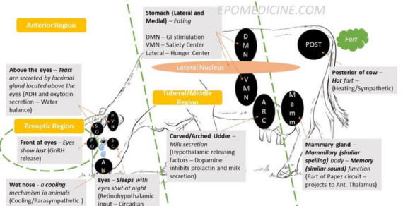 Urea Cycle And Defects With Mnemonics Epomedicine