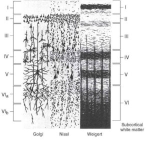 Cerebral Cortex Layers (Microanatomy) Simplified | Epomedicine