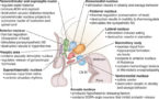 Nuclei of Hypothalamus - Mnemonic | Epomedicine