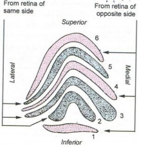 Visual Pathway : Supplement Knowledge | Epomedicine
