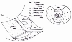 Prostate - Applied Anatomy | Epomedicine
