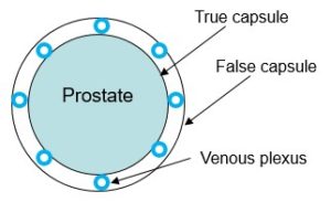 Prostate - Applied Anatomy | Epomedicine