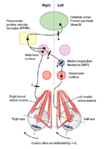 Horizontal Conjugate Gaze Pathway | Epomedicine