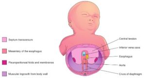 Diaphragm and Body Cavities Development - Embryology Made Easy ...