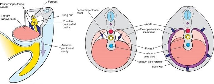 Diaphragm and Body Cavities Development - Embryology Made Easy ...
