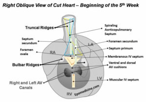 Heart Development - Embryology Made Easy | Epomedicine