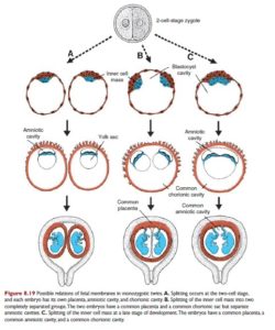 Embryology Week 1: Cleavage to Implantation | Epomedicine