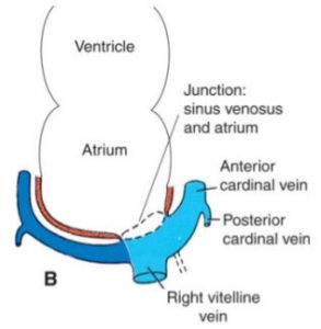 Heart Development - Embryology Made Easy | Epomedicine