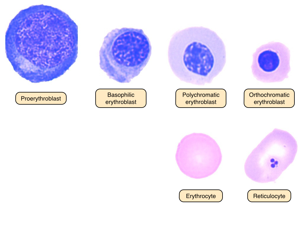 Erythropoiesis Morphology Epomedicine Erythropoiesis Morphology Epomedicine