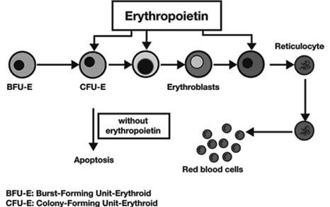 Heme Synthesis and Defects Simplified | Epomedicine