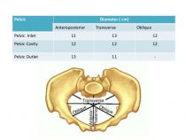 Pelvic Dimensions : Mnemonics | Epomedicine