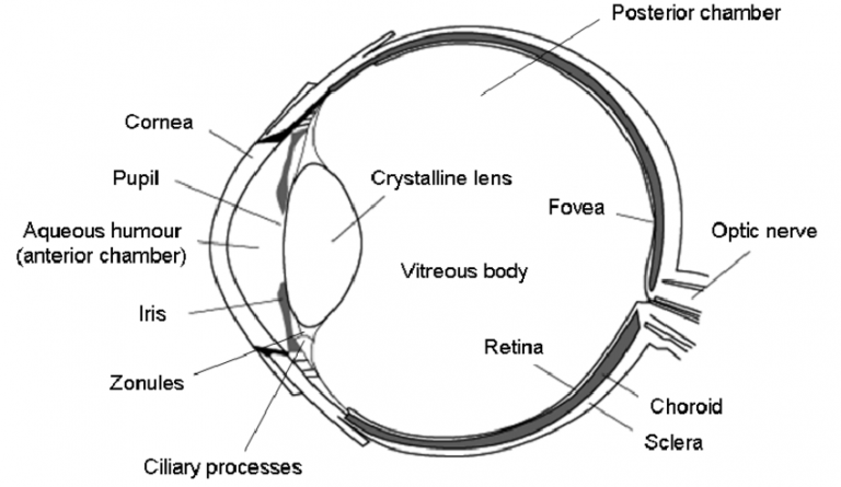 Mirel’s Criteria or Score - Mnemonic | Epomedicine