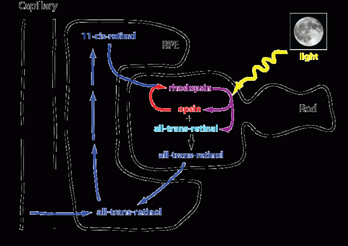 Visual cycle – Simplified | Epomedicine