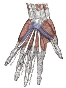 Intrinsic Muscles of Hand : Mnemonics | Epomedicine