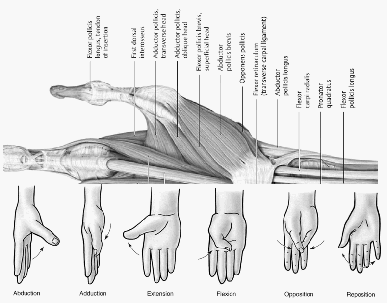 Thumb Muscles Anatomy