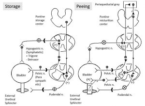 Micturition reflex | Epomedicine