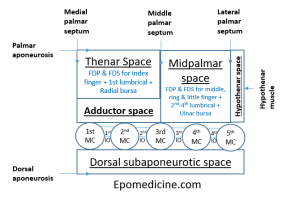 Spaces and Compartments of Hand | Epomedicine