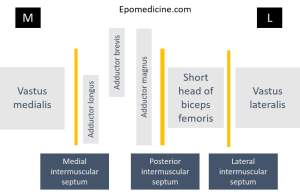 Linea Aspera | Epomedicine