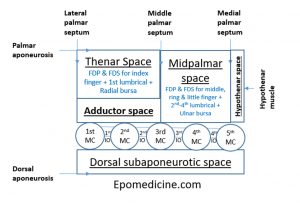 Spaces and Compartments of Hand | Epomedicine