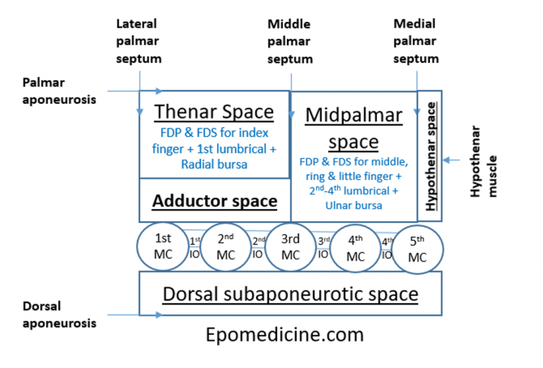 Spaces and Compartments of Hand | Epomedicine
