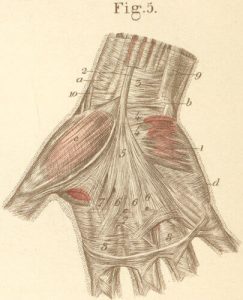 Palmar Aponeurosis or Fascia | Epomedicine