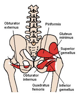 Short external rotator muscles : Hip | Epomedicine