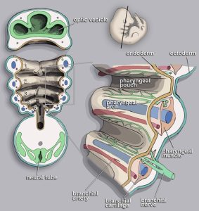 Branchial Apparatus (Pharyngeal arches and pouches) : Mnemonics ...