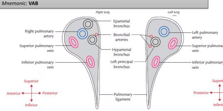 Hilar Arrangement in Lungs, Liver, Kidneys : Mnemonic | Epomedicine