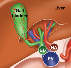 Hilar Arrangement in Lungs, Liver, Kidneys : Mnemonic | Epomedicine