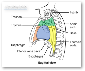 Mediastinum : Simplified | Epomedicine