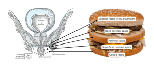 Superficial and Deep Perineal Space or Pouch | Epomedicine