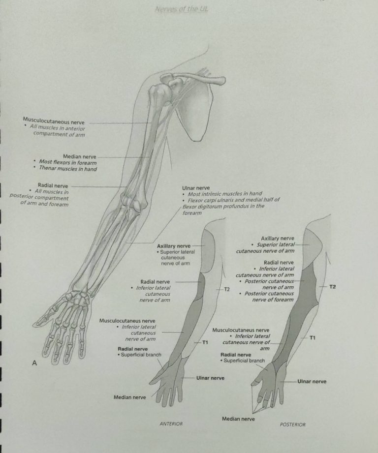 Median, Ulnar and Radial Nerve - Course and Innervation | Epomedicine