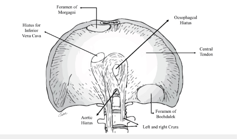 Surgical Anatomy of Diaphragm | Epomedicine