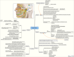 Facial Nerve : Mnemonics | Epomedicine