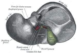 Liver Anatomy : Mnemonics | Epomedicine