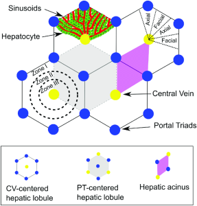 Liver Anatomy : Mnemonics | Epomedicine