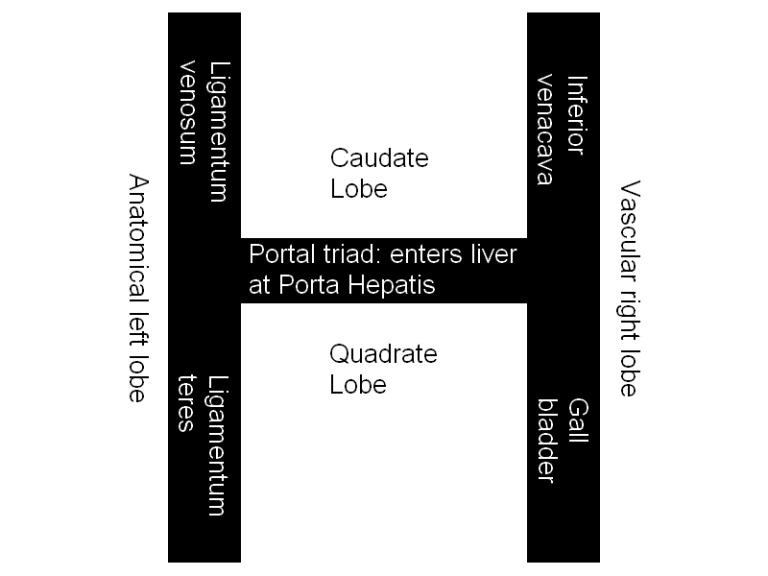 Liver Anatomy : Mnemonics | Epomedicine