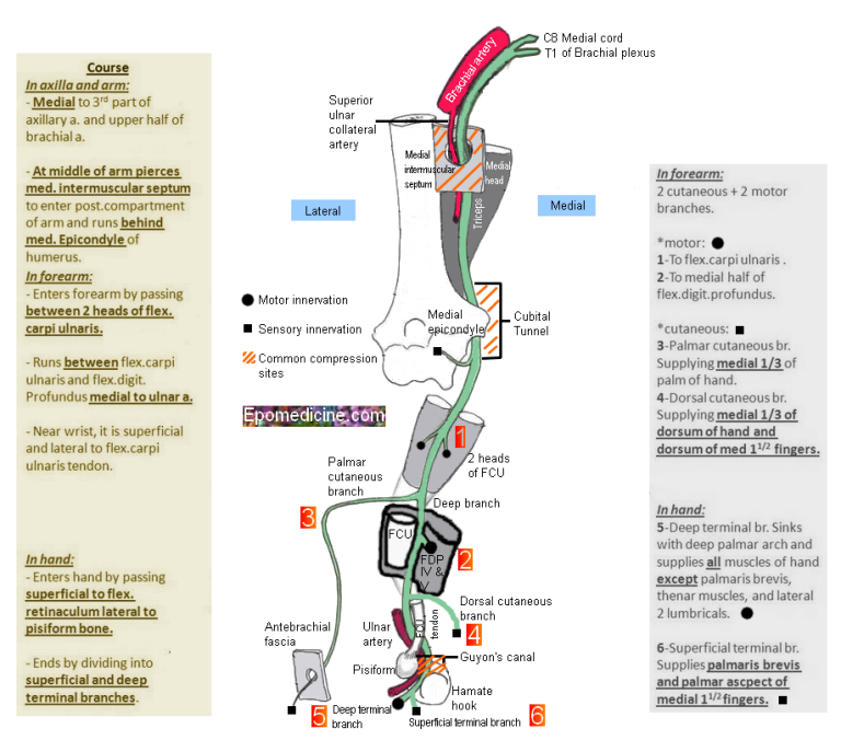 Ulnar nerve Anatomy - Course and Innervation | Epomedicine