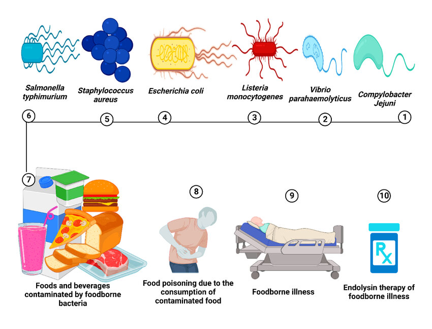Bacterial Food Poisoning Epomedicine