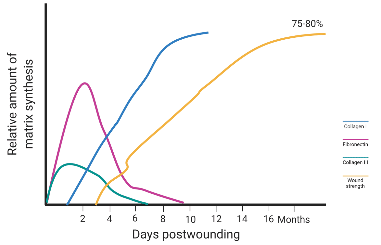Wound Strength | Epomedicine